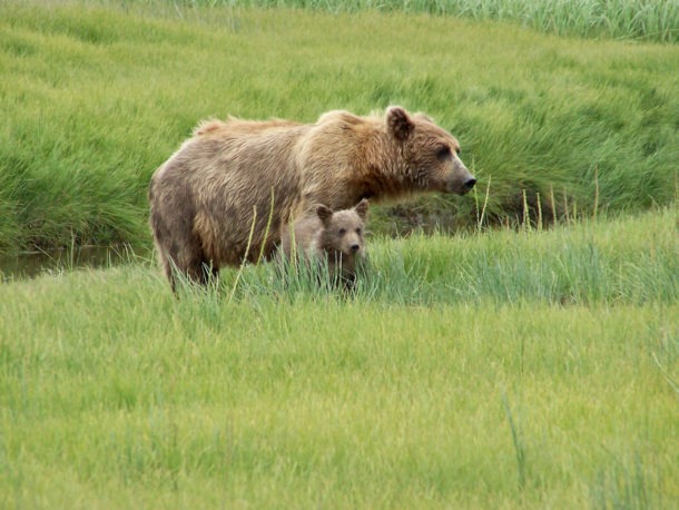 Experience The Best Bear Viewing Alaska Bear Tour | Travel For Life Now